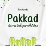 ผักกาด (Pakkad) – ฟอนต์.คอม