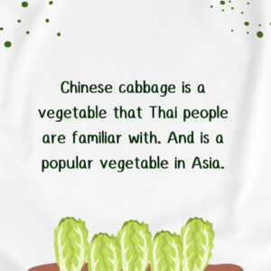 ผักกาด (Pakkad) – ฟอนต์.คอม