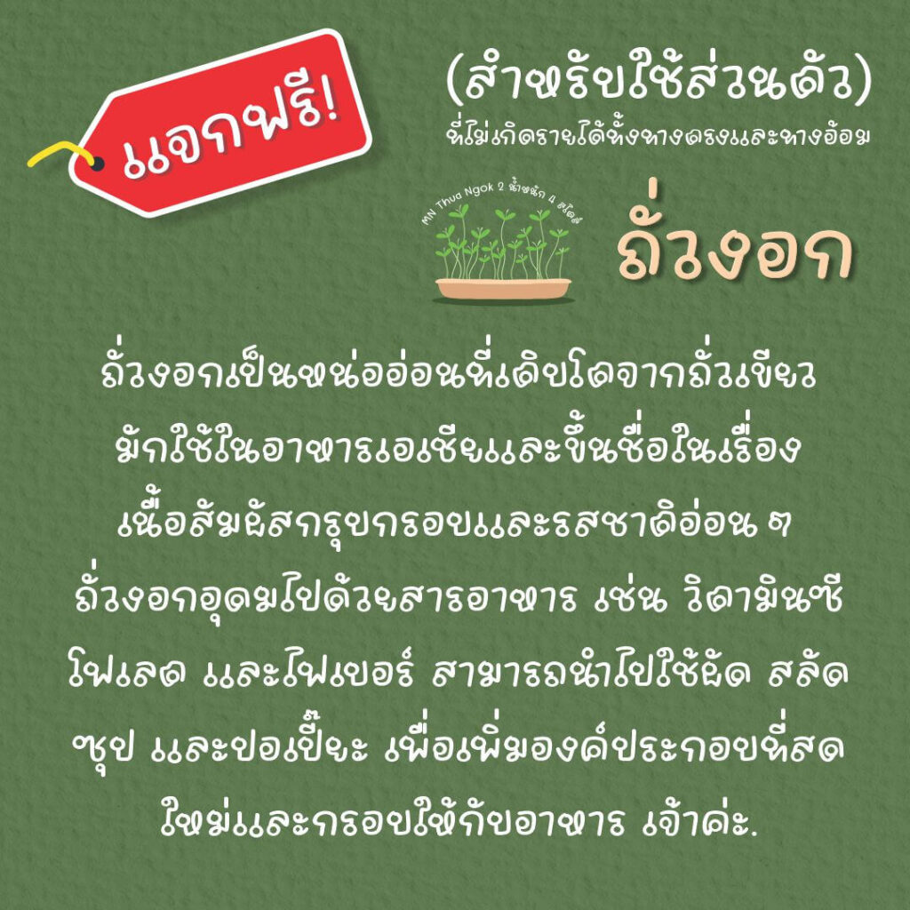 ถั่วงอก (MN Thua ngok) – ฟอนต์.คอม