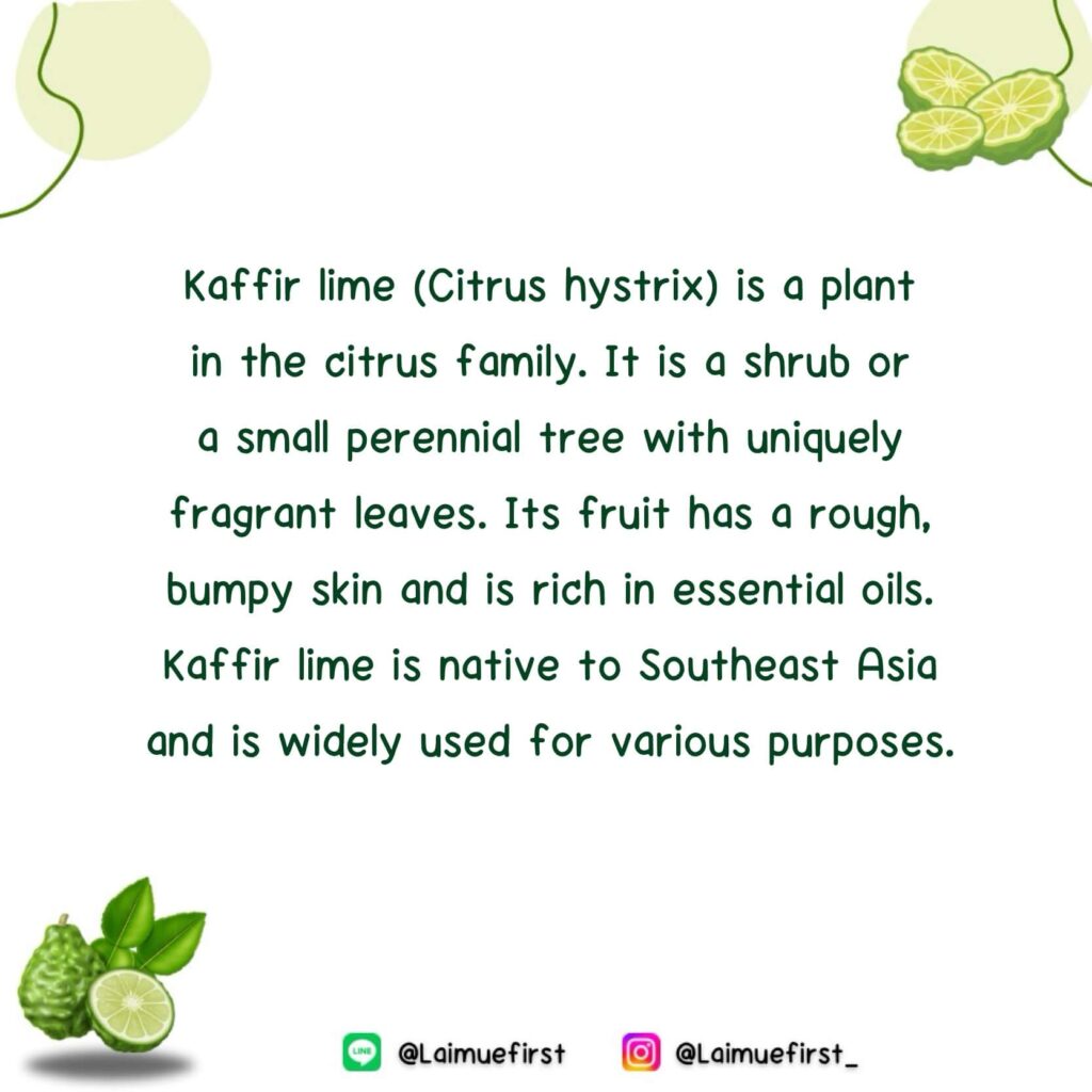 มะกรูด (Makrud) – ฟอนต์.คอม